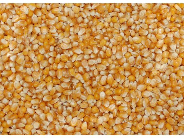 Popcornmais mieten in Berlin POPCORNMAIS im Verleih